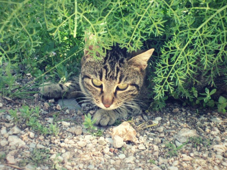 Why Are There So Many Cats In Greece?
