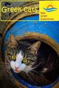 Why Are There So Many Cats In Greece?
