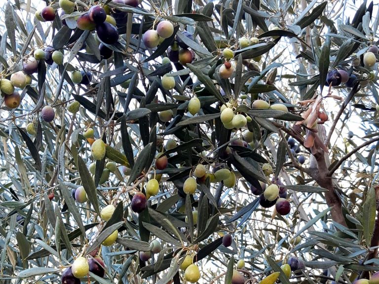 How Did Athens Get Its Name? A Fascinating Myth