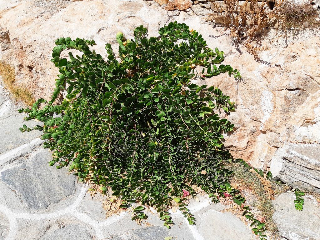 What Is Horta In Greece And How Are They Served?