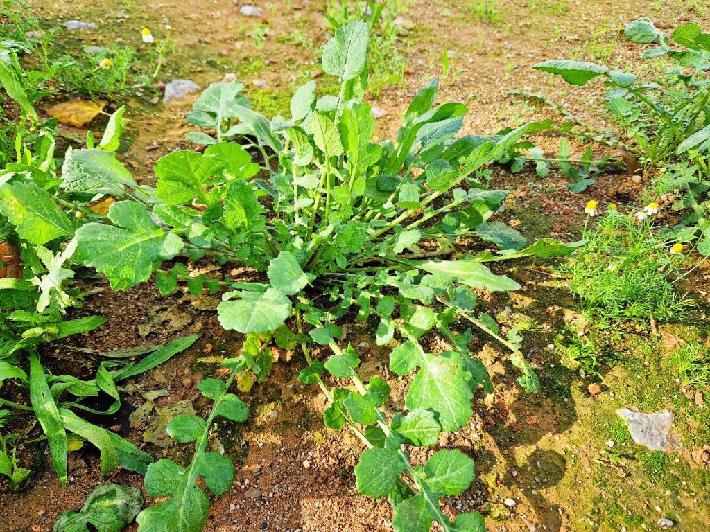 What Is Horta In Greece And How Are They Served?