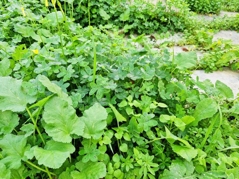 What Is Horta In Greece And How Are They Served?